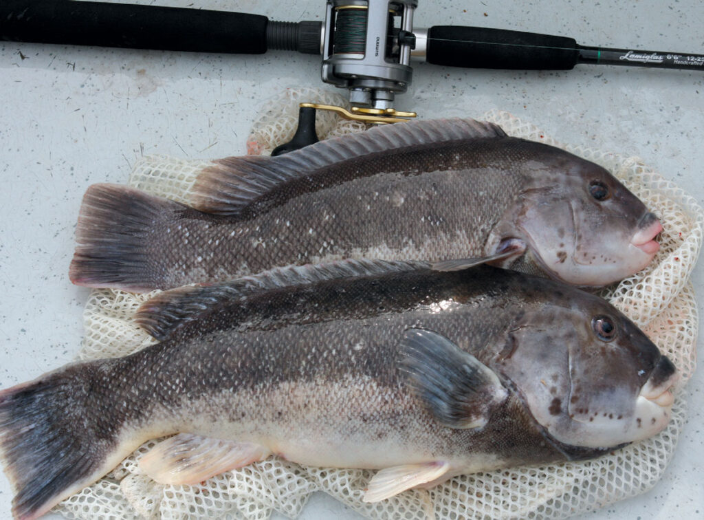 Blackfish: Fishing for Tautog by Another Name