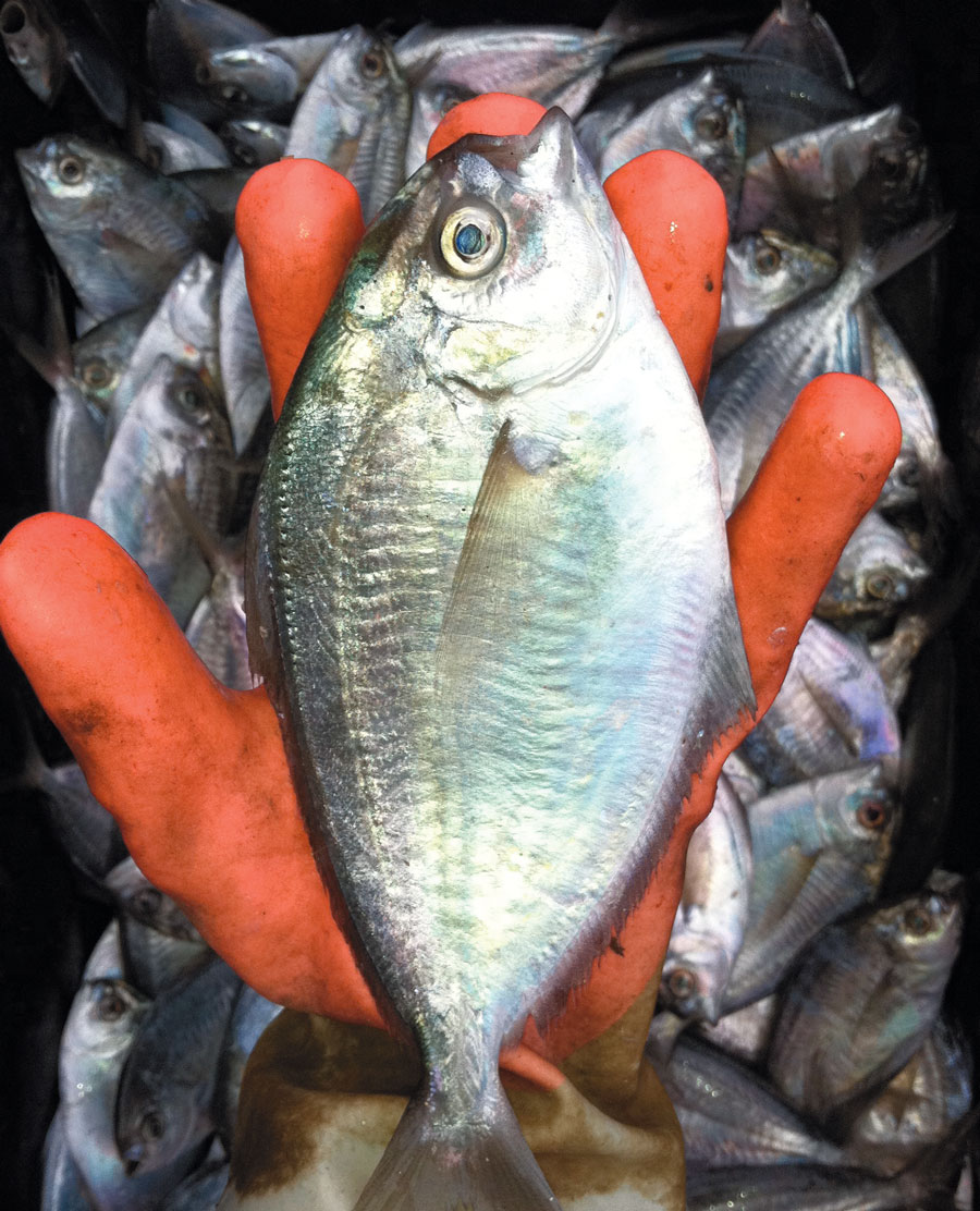The Tale of Scup and Butterfish: Please Don't Call Them Trash