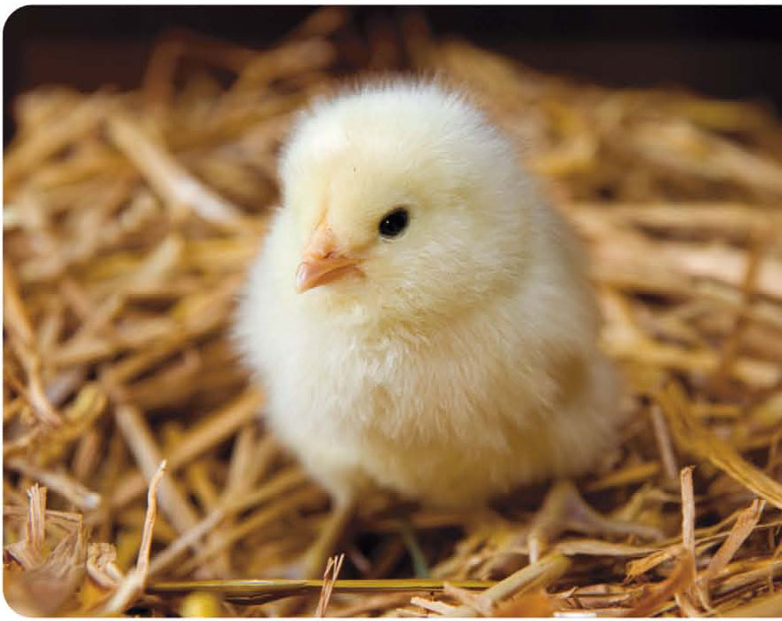 Edible Rhody Kids: Spring Chicks