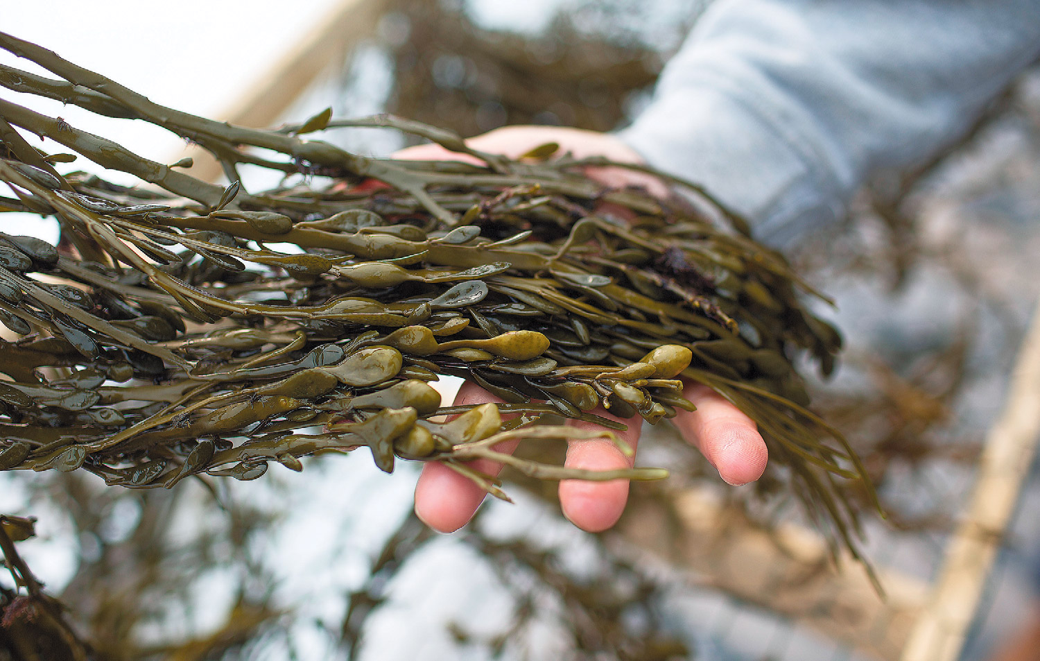 Captain David Blaney Turns the Tide Towards Sea Vegetables