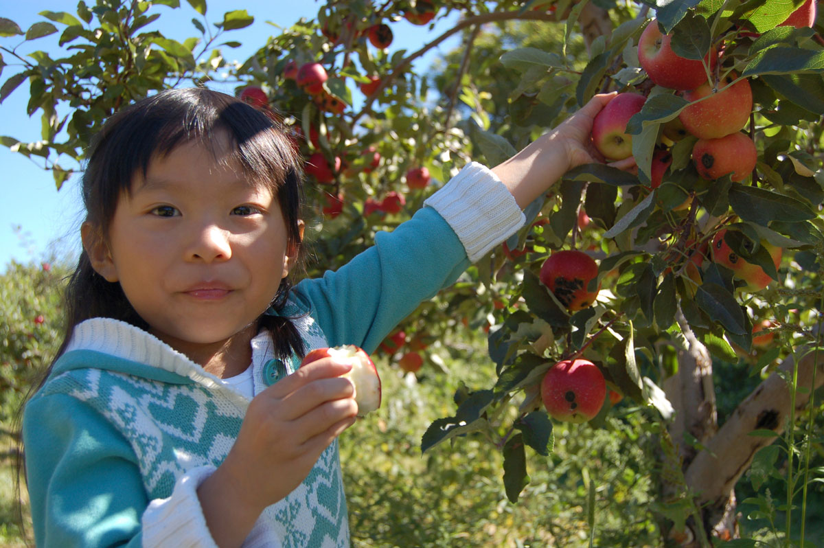 Pippin Orchard’s Pick-Your-Own