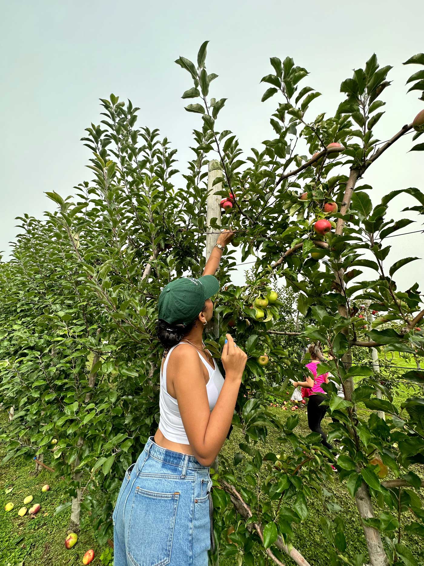 Pippin Orchard’s Pick-Your-Own